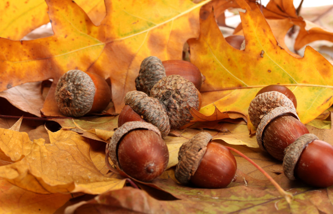 How to Dry Acorns for Crafts and Decor - Mod Podge Rocks