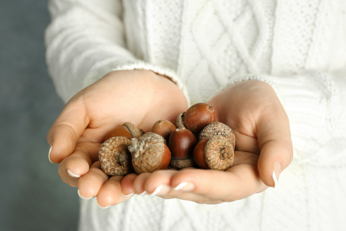 How to Dry Acorns for Crafts and Decor - Mod Podge Rocks