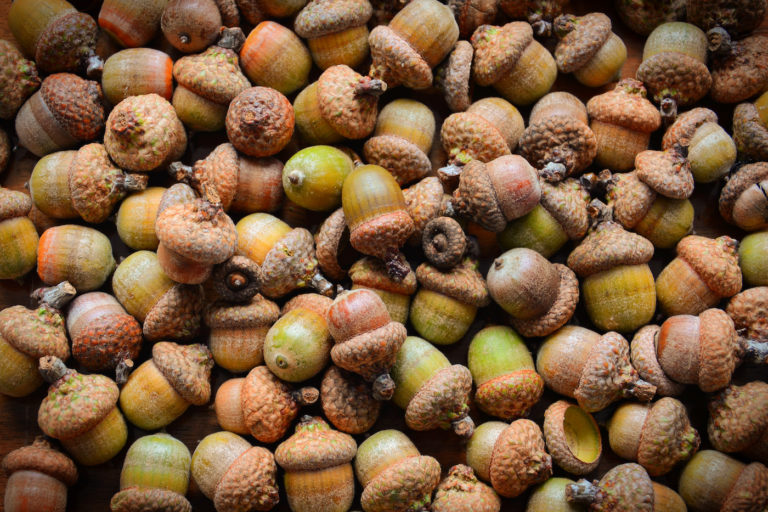 How to Dry Acorns for Crafts and Decor - Mod Podge Rocks
