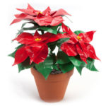 Poinsettia Crafts to Make for the Holiday - Mod Podge Rocks